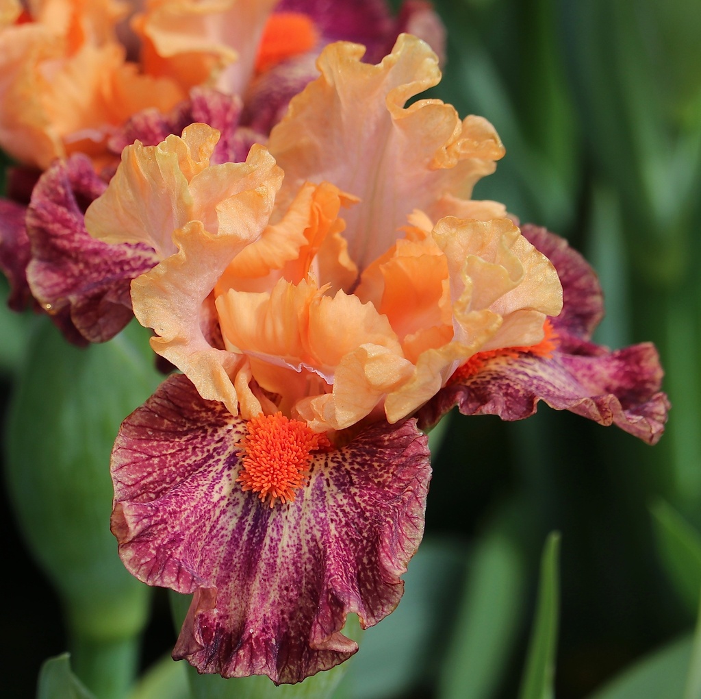 Hey Babe | Mid-America Garden